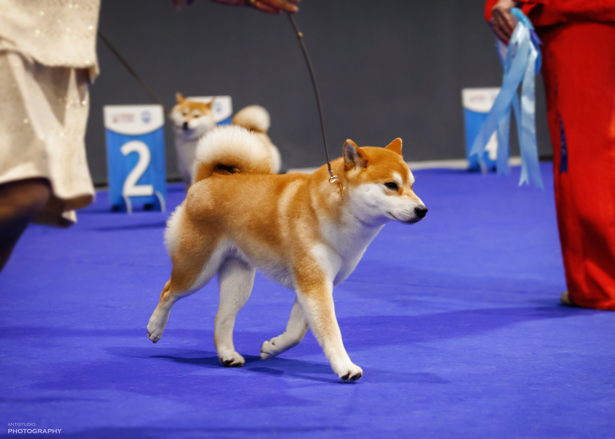 WORLD DOG SHOW 2024: Najljepša Shiba Inu na svijetu iz Bosne i ...